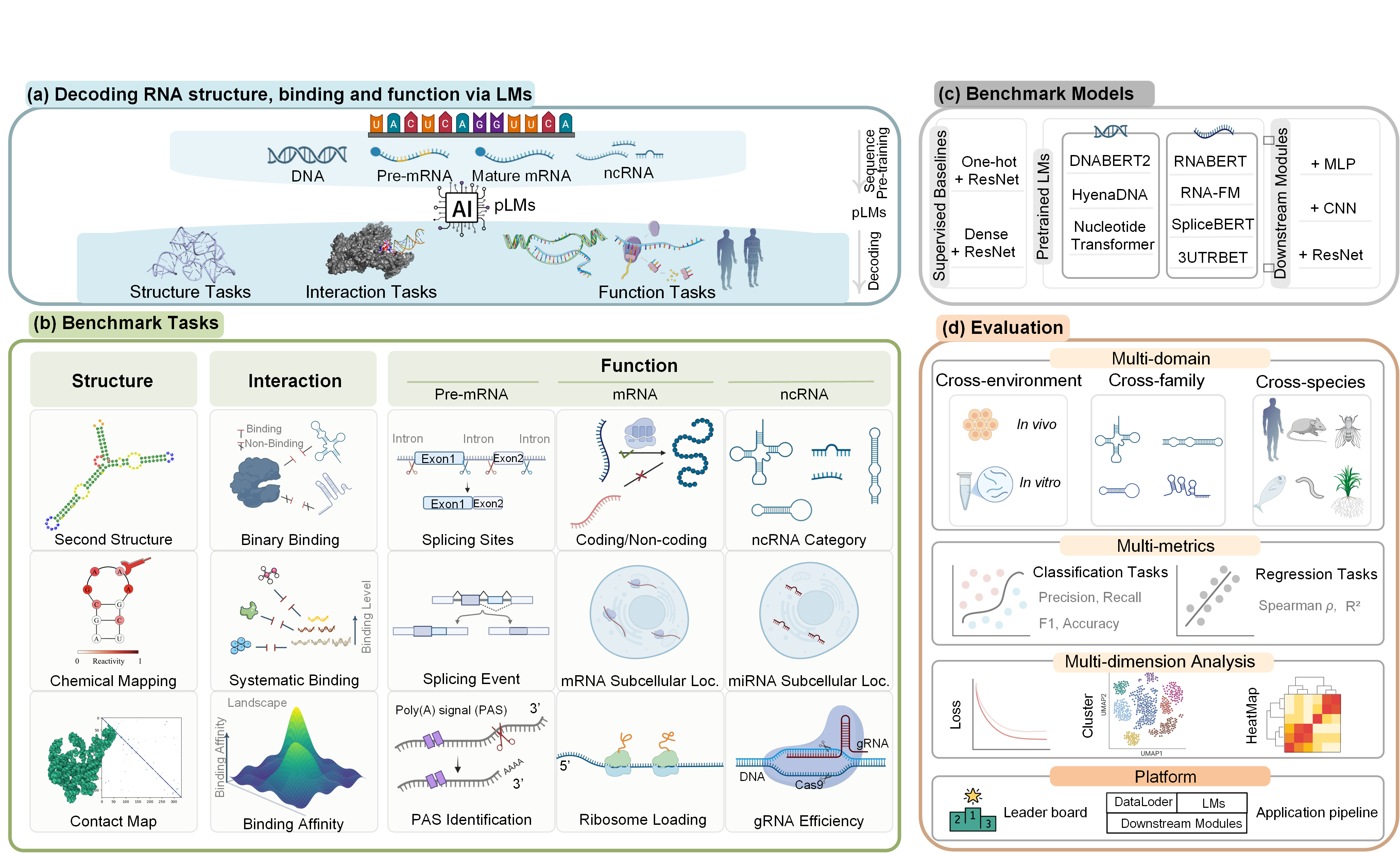 Rnascope Benchmarking Rna Language Models For Rna Sequence Understanding 9499