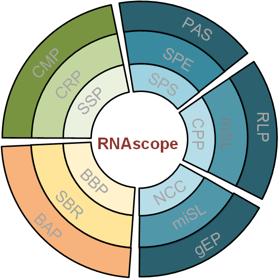 RNAscope: Benchmarking RNA Language Models for RNA Sequence Understanding
