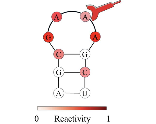 Rnascope Benchmarking Rna Language Models For Rna Sequence Understanding